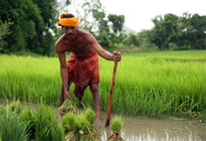 Organic farmers of Odisha show the way - ActionAid India